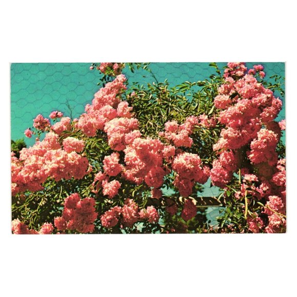 Stan V. Wright & Co. | Accents | Vintage Postcard Rose Bower Butchart ...